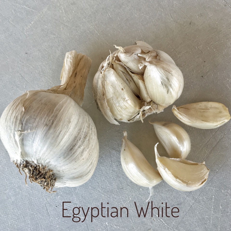 Heirloom Seeds - Buy from Wickedfood Earth